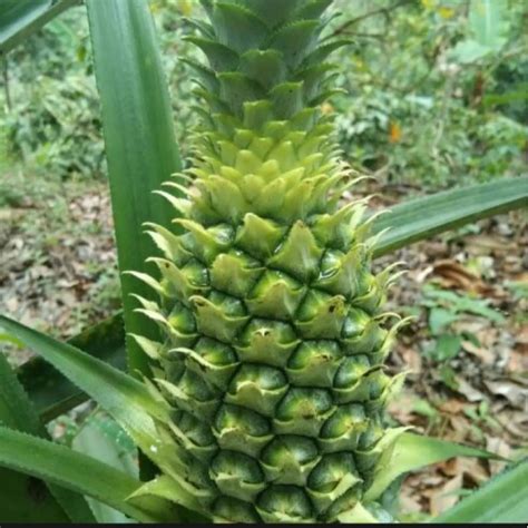 Jual Nanas Muda Hutan Hijau Fresh Shopee Indonesia