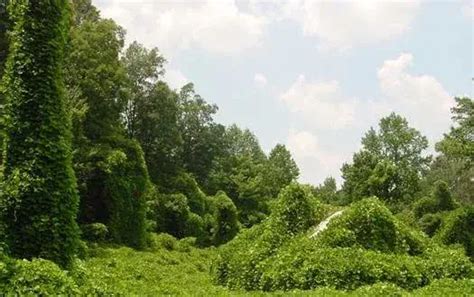 Kudzu Nyis