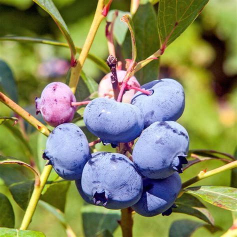 Blueberry Collection Jparkers