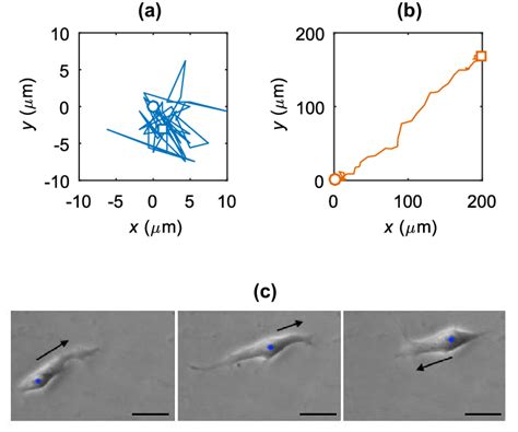 Example Single Cell Trajectories For A Isotropic Motion Around A Download Scientific Diagram