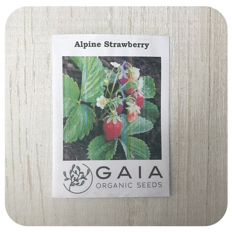 Strawberry Alpine Seeds Organic Davenport Garden Centre