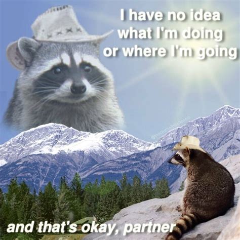 Nocturnal Trash Posts Raccoon Memes Instagram Artofit