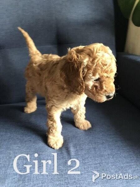 Gorgeous Red Cavapoo Fb1 Puppies Postadsph