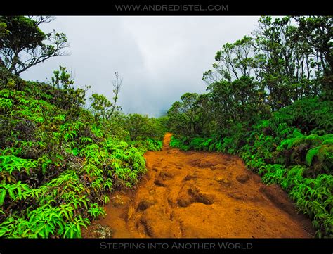Stepping Into Another World Alakai Swamp Trail Kauai Hi Foto