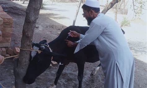 Fact Check Doctors Rule Out Rumors Of Lumpy Skin Human Transmission