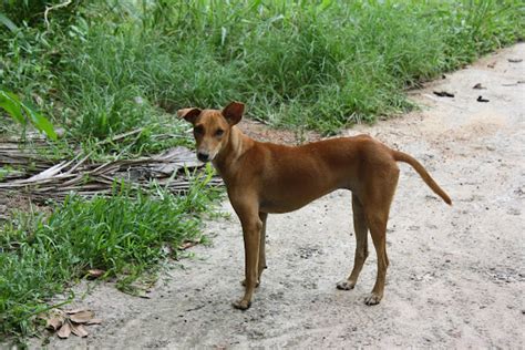Can A Sinhala Hound Live In Sri Lanka