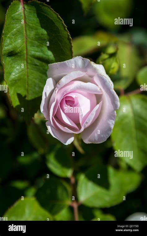Rosa Olivia Rose Austin Hi Res Stock Photography And Images Alamy