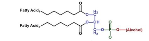 Lipids To Recognize Flashcards Quizlet