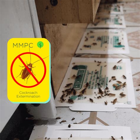 Cockroach Control Services Mmpc
