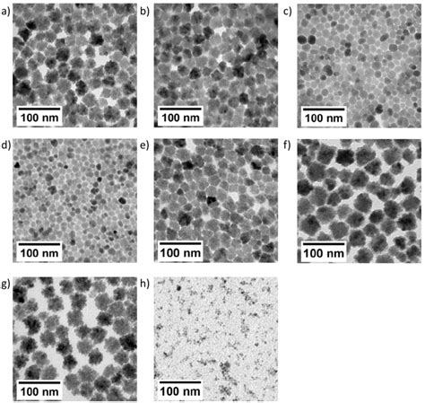 tem micrographs of γ fe 2 o 3 nps of mono or multi core morphology a