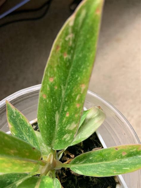 Why Is My Ring Of Fire Has These Red Spots R Rarehouseplants