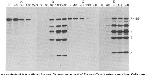 Pdf Structural Characterization Of The Murine Fourth Component Of