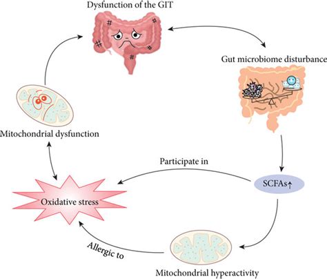 The Connections Among Oxidative Stress Mitochondrial Dysfunction And Download Scientific