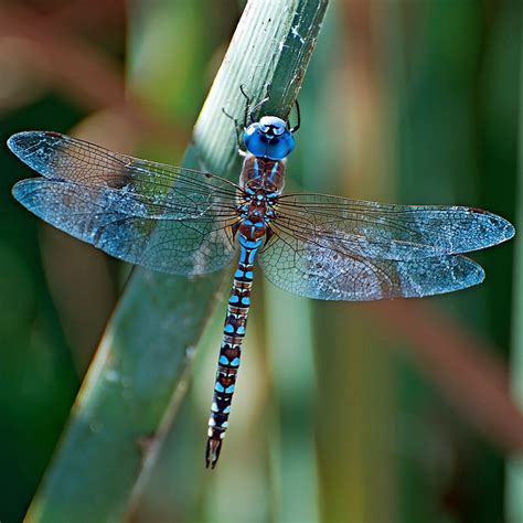 Dragonfly Delight A Life Cycle In Superb Macrophotography The Ark In