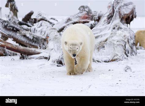 Polar Bear Ursus Maritimus Scavenging On A Bowhead Whale Carcass On 1002 Area Arctic National