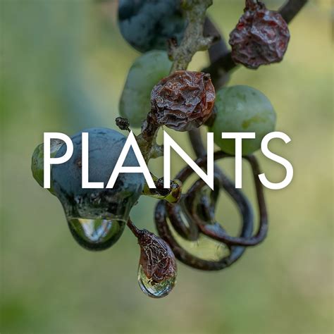 Ep 25 Fibonacci Sequence Toronto Field Naturalists