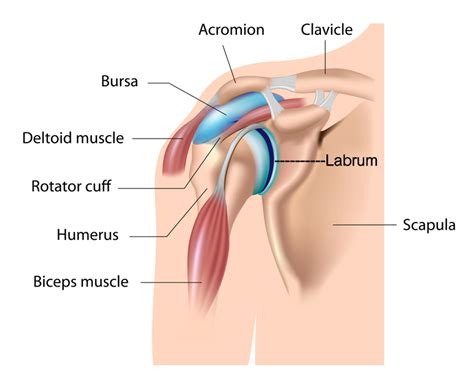 Torn Labrum Shoulder The Symptoms And Treatment