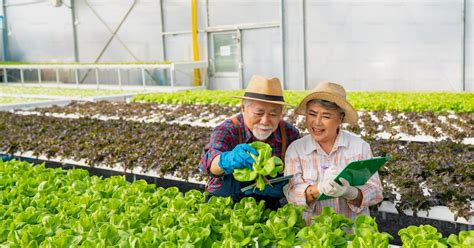 아시아 노인 부부 농부는 유기농 수경 채소 농장에서 함께 일하는 디지털 태블릿을 사용합니다 남자와 여자 샐러드 정원 주인은 온실 농장에서 상추 야채를 검사하고 수확합니다