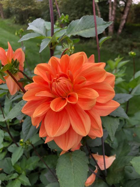 Teddy Spring Creek Dahlias