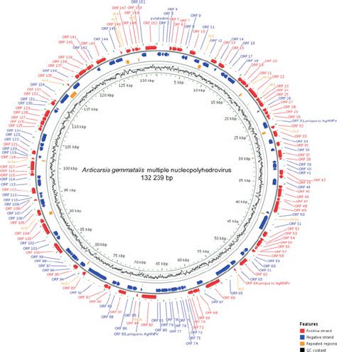 Circular Map Of Agmnpv 2d Arrows Represent Orf Positions And Coding