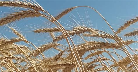 경작 경치 계절 계절성 고요한 곡물 농부 농업 농업 경제학 농업 분야 농업 산업 농업 현장 농작물 농지