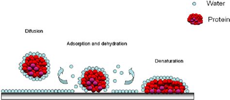Schematic Representation Of Protein Adsorption On A Solid Surface