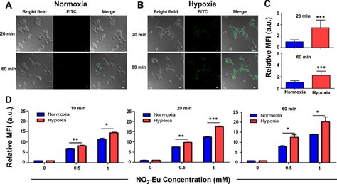 In Vitro Luminescence Imaging Of Ct26 Cells Representative Confocal Download Scientific