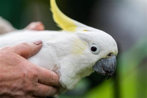 Premium Photo White Cockatoo And Corella Perched In A Gum Tree In