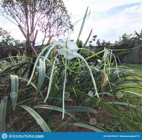 Beach Spider Lily Plants Stock Image Image Of Spider 264039549