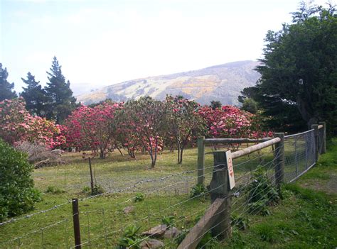 Free Photo Bennets Bspo06 Dunedin Former Free Download Jooinn