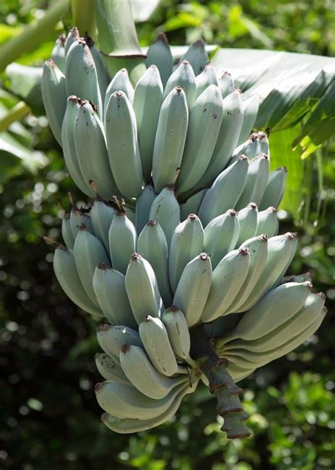 Blue Java Banana Alchetron The Free Social Encyclopedia