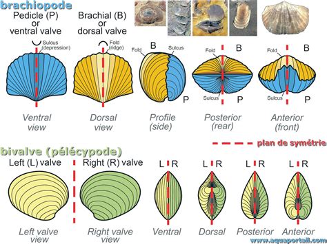 Brachiopode Définition Et Explications