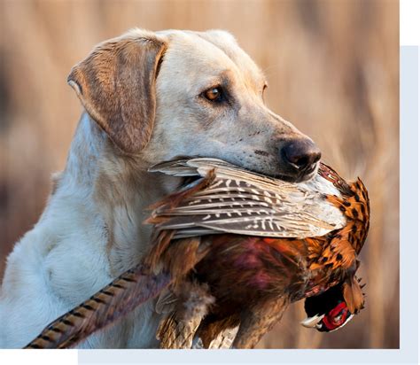 Fetch Online Retriever Training The Retriever Coach