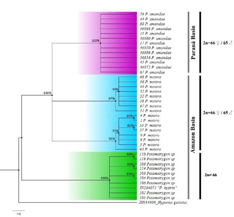 Neighbor Joining Tree Of The Coi Gene Sequence And The Sex Chromosome