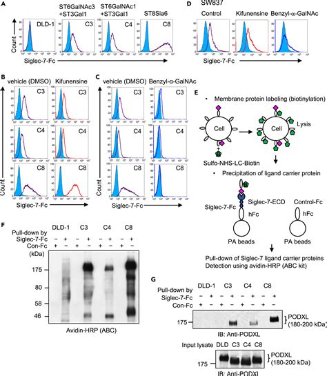 Bidirectional Signals Generated By Siglec 7 And Its Crucial Ligand Tri Sialylated T To Escape Of