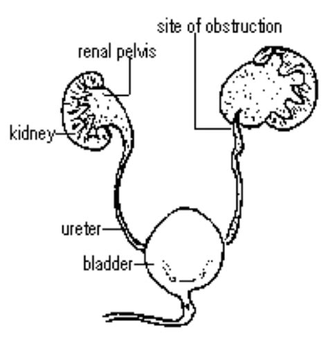 Pediatric Imaging Common Clinical Procedures Flashcards Quizlet