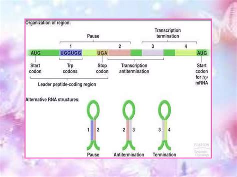 tryptophan operon pptx programming languages computing