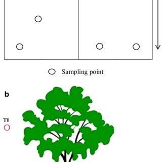 Soil Sampling Design Per Field A Under The Main Common Tree Species B Download Scientific