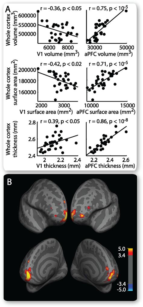 Reciprocal Anatomical Relationship Of Primary Visual Cortex And Download Scientific Diagram