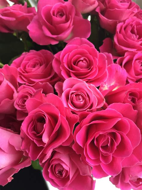 무료 이미지 꽃잎 장미 꽃 담홍색 플로리스트 리 플로리 분다 꽃 피는 식물 정원 장미 장미 가족 꽃다발 꽃을 자르다 육상 식물 로사 센티 폴리아