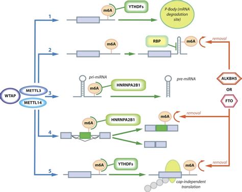 Rapid And Dynamic Transcriptome Regulation By Rna Editing And Rna