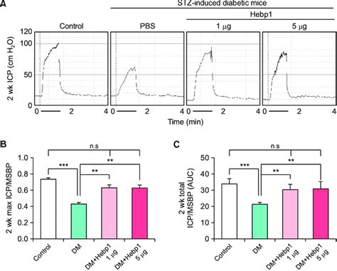 Heme Binding Protein 1 Hebp1 Improves Erectile Function Under Download Scientific Diagram