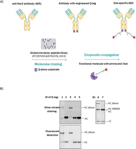 Antibody and antibody fragments site-specific conjugation using new Q ...