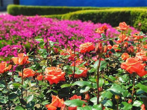 전남 가볼만한곳 곡성 세계장미축제 섬진강기차마을 장미공원 네이버 블로그