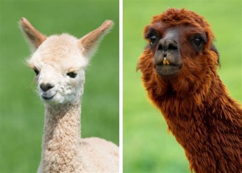 What Is The Difference Between A Llama And Alpaca With Pictures
