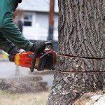 Tree Cutter Meme Generator Imgflip