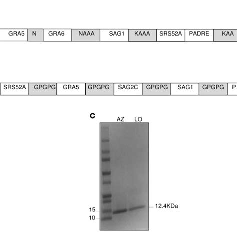 Schematic Diagram Of The Dna Vaccine Construct A And B The