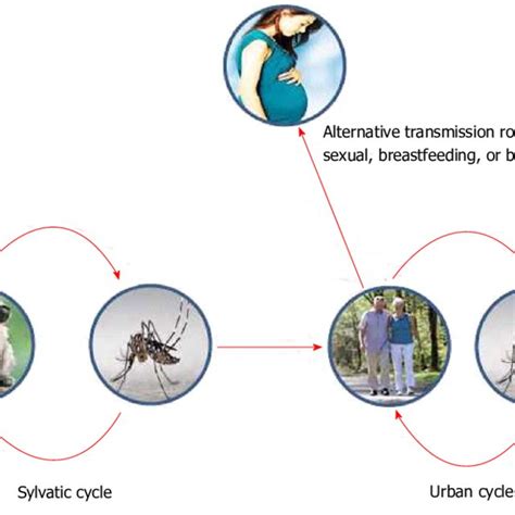 Schematic Representation Of Zika Virus Transmission Cycle With A