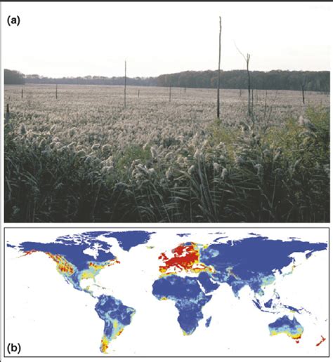 Ecological Dominance And Global Distribution Of Phragmites Australis Download Scientific
