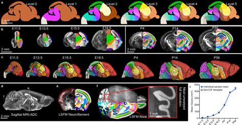 Developmental Mouse Brain Common Coordinate Framework Pmc
